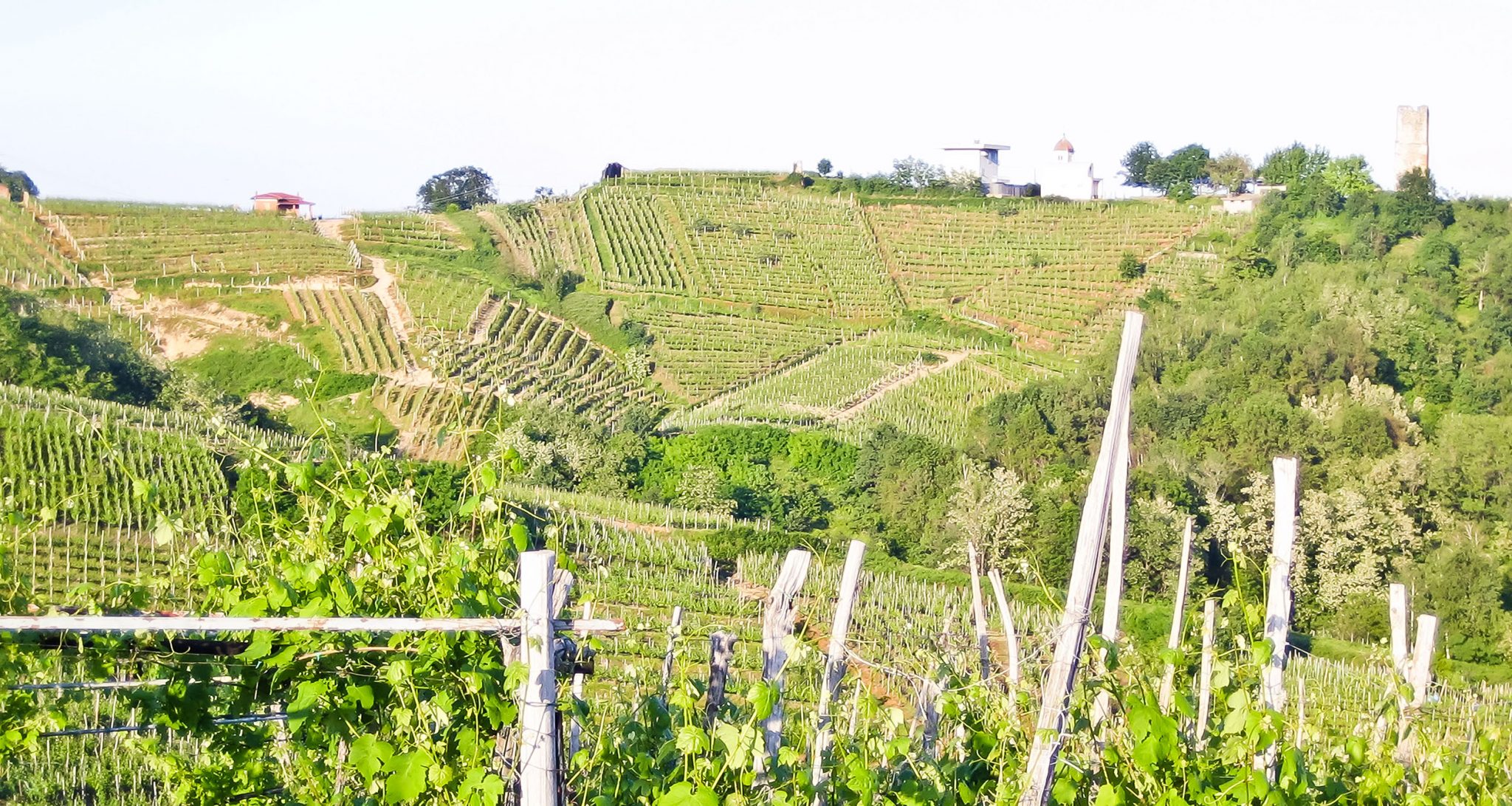Alto Piemonte — The Amazing Wine Region You’ve Been Missing Out On ...