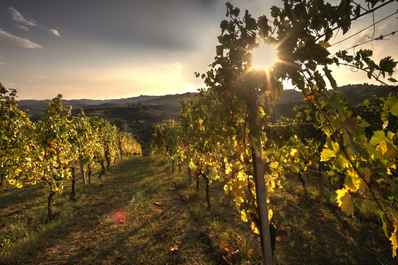 Marcarini: Now and in the Future | Empson & Co.